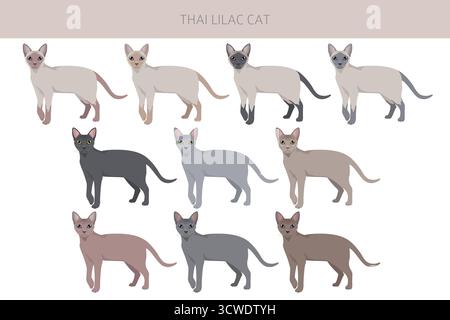 Thai Lilac Cat clipart. All coat colors set. All cat breeds ...