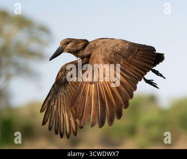 The hamerkop is a medium-sized wading bird with brown plumage. The ...