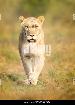 African lions live in scattered populations across sub-Saharan Africa ...