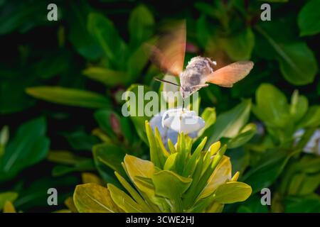 A closeup shot of a Hummingbird moth feeding on nectar from a green ...