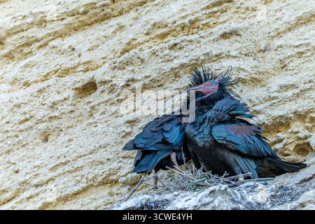 Bald ibis or Geronticus eremita, pelecaniform bird of the ...
