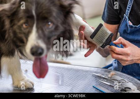 Border Collie is groomed by by professional groomer Stock Photo - Alamy