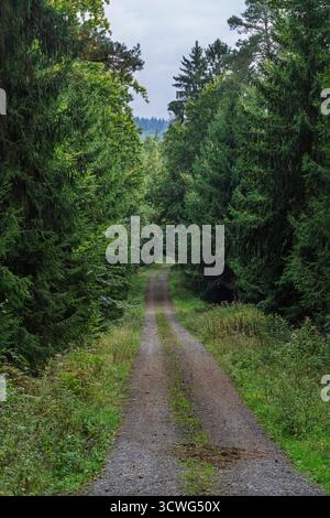 Serene Pathway Through Lush Forest with Tranquil Green Vibes Stock ...