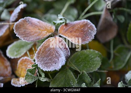 Reif umzieht Blätter auf dem Boden, Deutschland, Baden Württemberg ...