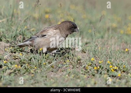 Black-headed Mountain Finch, Wari La pass, Ladakh, India, July 2025 ...