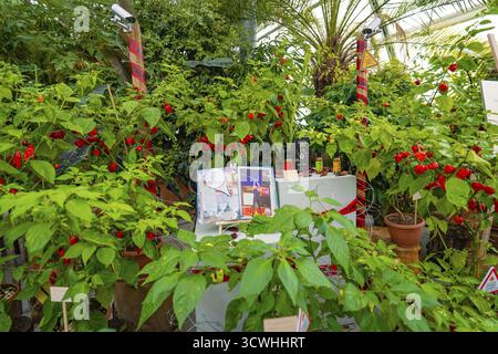 Greenhouse with growing plants, Lake Constance, Germany Stock Photo - Alamy