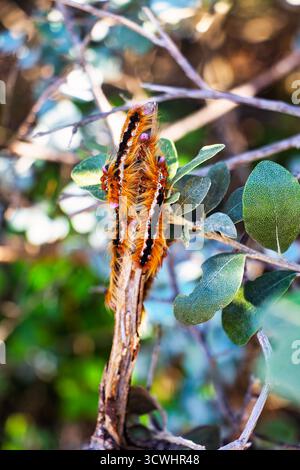 Cape lappet moth caterpillar, South Africa Stock Photo - Alamy