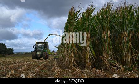 A maize chopper combine harvester loads a tractor with the maize ...