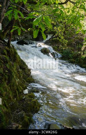 Peaceful spring with mossy rocks and cascading falls Stock Photo - Alamy