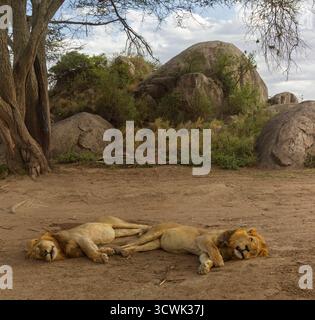 Lions sleep in the shade of a tree to escape the midday sun in Mikumi ...