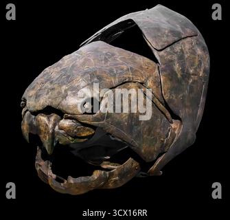 Dunkleosteus skull cast (replica), Late Devonian (358–382 million years ...