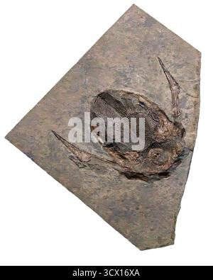 Fish (Bothriolepis canadensis), Late Devonian Period (365 million years ...