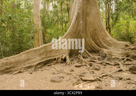 Giant root system of the Tung tree Tetrameles nudiflora. Cat Tien ...