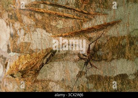 A bark katydid (family Tettigoniidae) perfectly camouflaged against ...