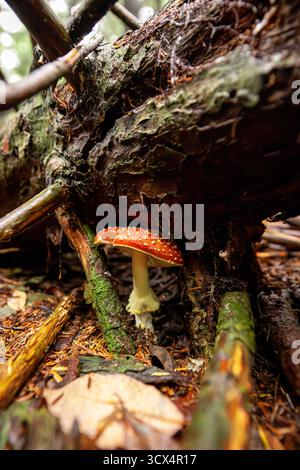 rote Pilze im Sauerland am 02.10.2025 Fliegenpilze im Wald *** red ...