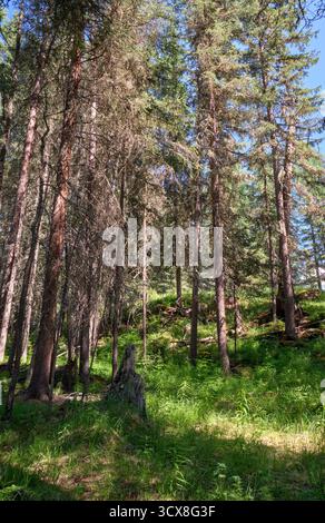larch trees on green lawn and sunny summer day with blue sky. Outdoor ...