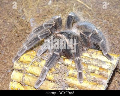 Parahybana Tarantula or Brazilian Salmon Pink Tarantula, comes from the ...