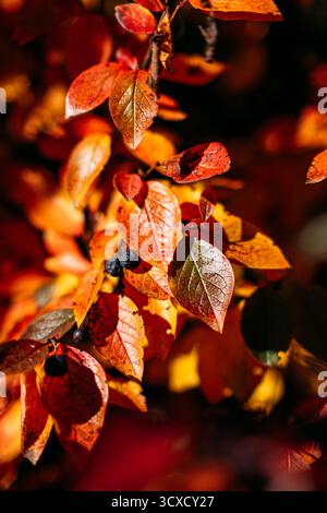 Red and yellow autumn leaves fruit nuts on a grey background Stock ...
