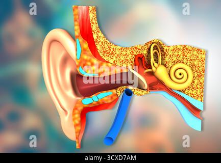 Cross-section of the human ear. 3d illustration Stock Photo - Alamy