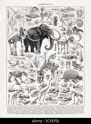 Antique engraved illustration of the extinct animal skeletons. Vintage ...