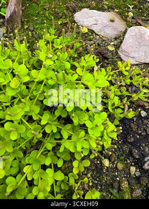 Peperomia (Peperomia hoffmannii Stock Photo - Alamy