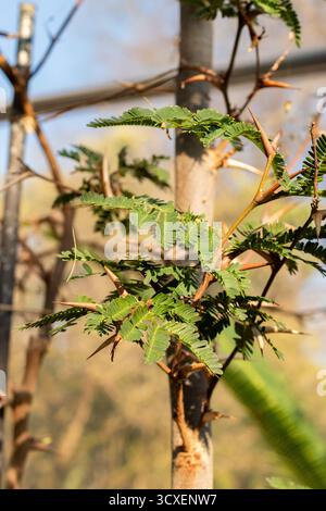 Zurich, Switzerland, March 4, 2025 Vachellia Cornigera or bullhorn ...