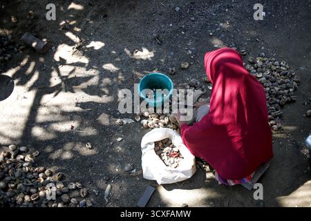 Areca Nut Farmers Peeling Areca Nuts Stock Photo - Alamy