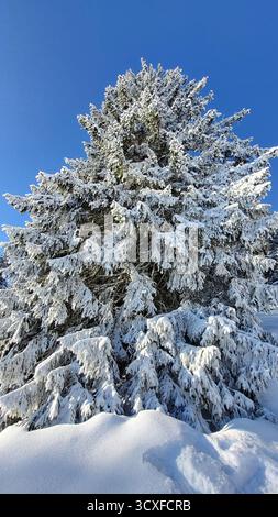 Magical winter scenery with frozen trees covered with white snow ...