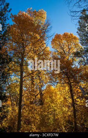 The fall color on Conway Summit along U.S. 395 in Mono County is so ...