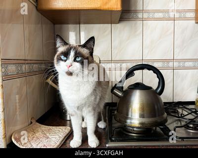 Siamese cat sitting on kitchen counter with blue eyes. Curiosity ...