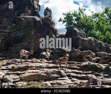 Wild goat in zoological garden Stock Photo - Alamy