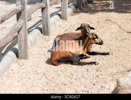 Closeup of goats in the zoo Stock Photo - Alamy
