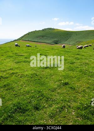 Sheep on a green pasture on a hillside. Fresh spring green grass. Sheep ...