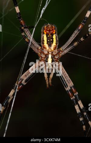 a silk spider hangs in a spiderweb Stock Photo - Alamy
