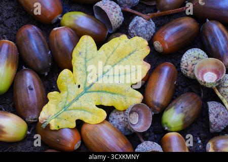 Oak acorns in autumn Stock Photo - Alamy