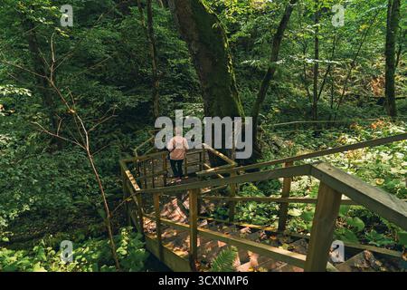 Wooden boardwalk path with mossy railing leading through lush green ...