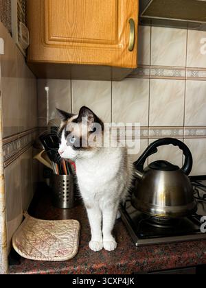Siamese cat sitting on kitchen counter with blue eyes. Curiosity ...