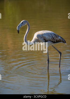 Closeup of a flamingo standing in the water Stock Photo - Alamy