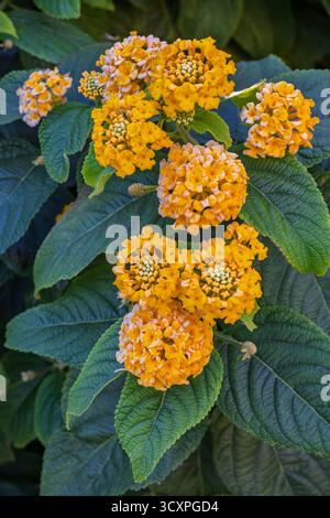 A closeup view of colorful lantana flowers with green leaves in a ...