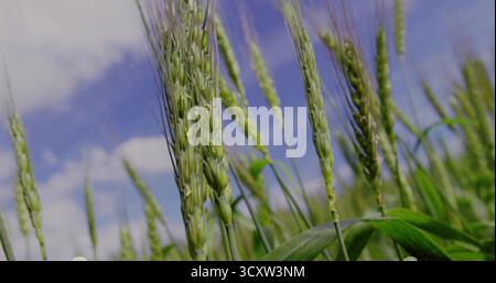 Unripe wheat ears growing under blue sky Stock Photo - Alamy