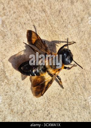 A dead queen bee on a honeycomb Stock Photo - Alamy