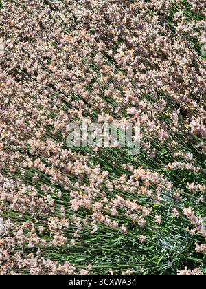lavender bushes close up, Provence, Plateau Valensole. Beautiful image ...