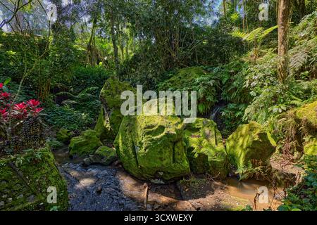 A river flowing through mossy stones in a forest under a blue cloudy ...