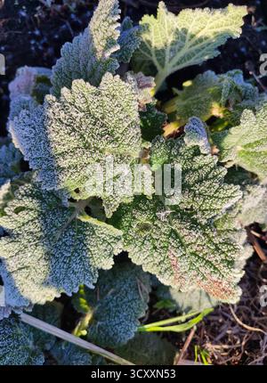 Background from green leaves covered with hoarfrost. Autumn frosts ...