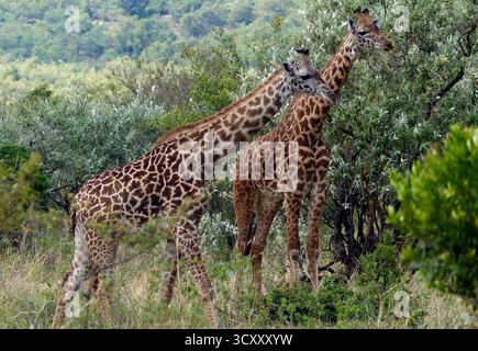 A beautiful view of Giraffes in a field with trees in the background in ...