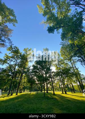 Sunlit forest clearing with tall trees and lush greenery in a serene ...