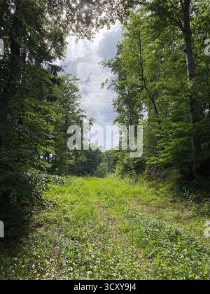 Forest path and sunlit clearing Stock Photo - Alamy