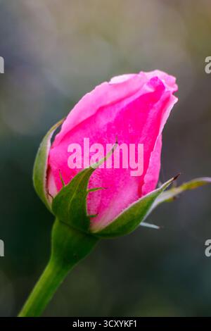 Early spring and this rosebud is about to flower in bloom Stock Photo ...