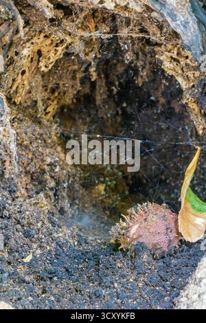 Close-up and detail of chestnut husk during autumn Stock Photo - Alamy