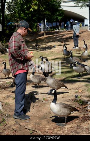Canada Goose (Branta canadenis), South Devon, UK Stock Photo - Alamy